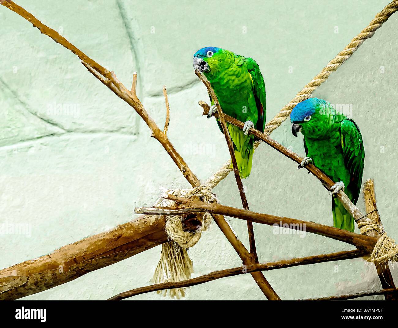 The blue-fronted amazon. Amazona aestiva. Two green parrots sitting on ...