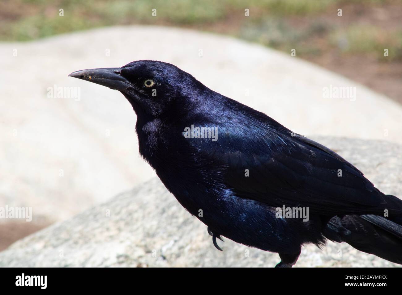 Raven in outdoor setting hi-res stock photography and images - Alamy