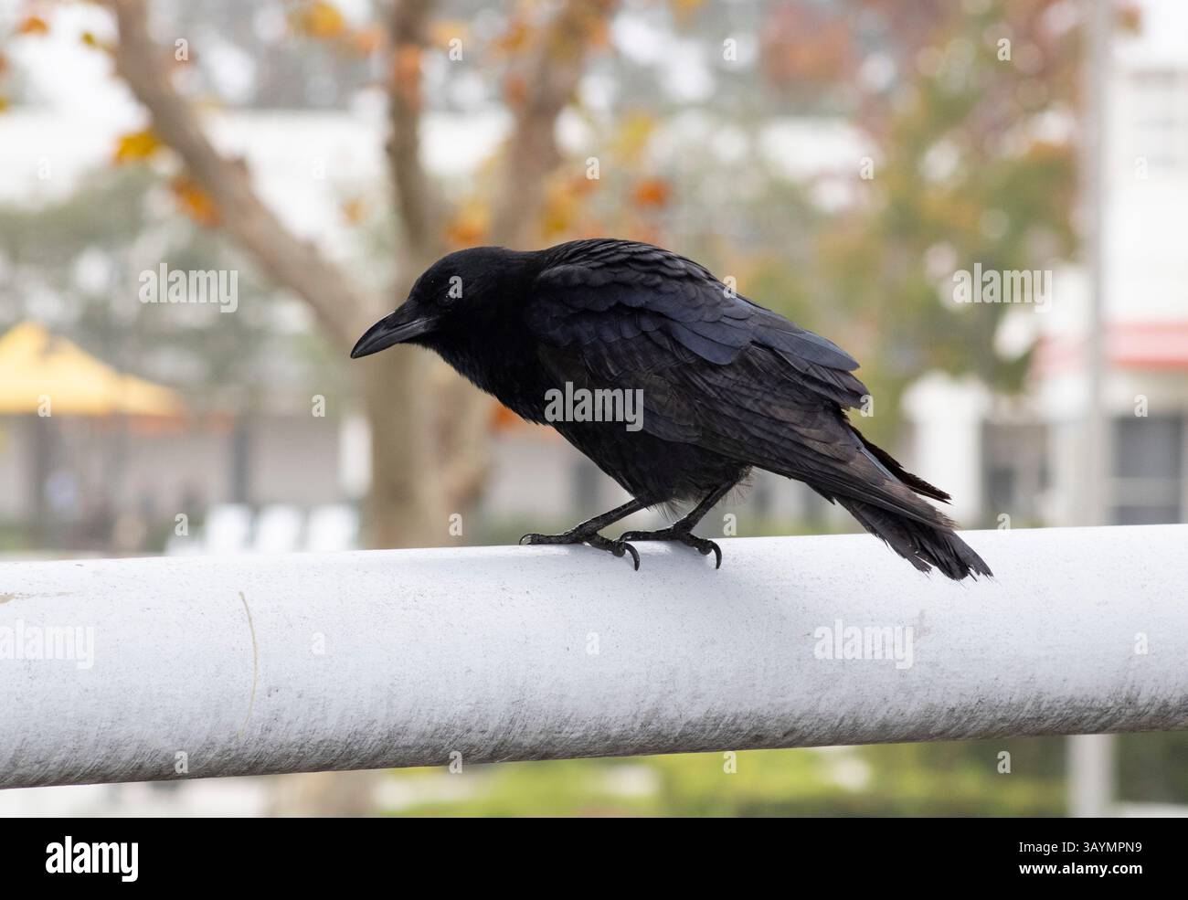 black raven contrasting with outdoor environment Stock Photo - Alamy
