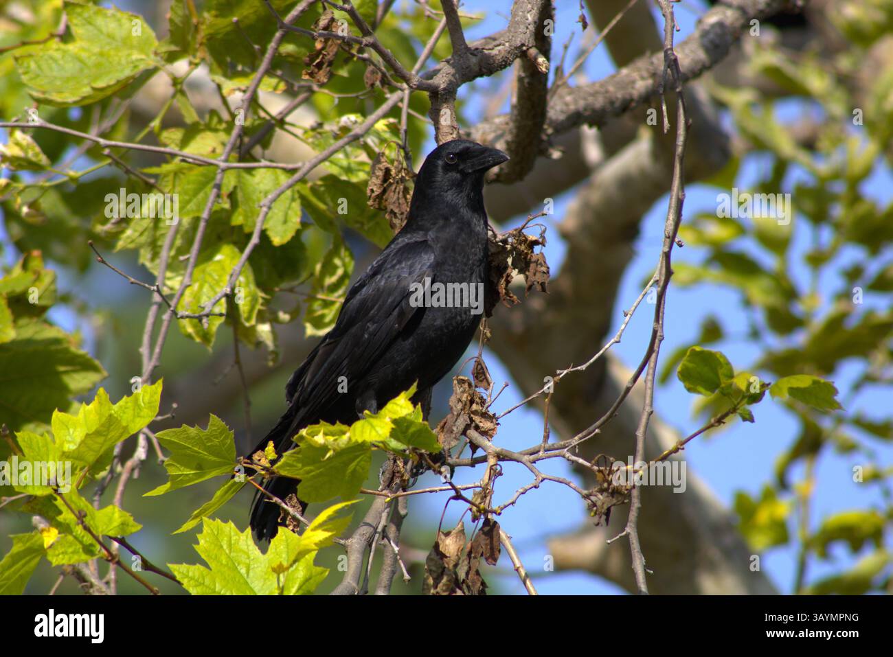 black raven contrasting with outdoor environment Stock Photo - Alamy