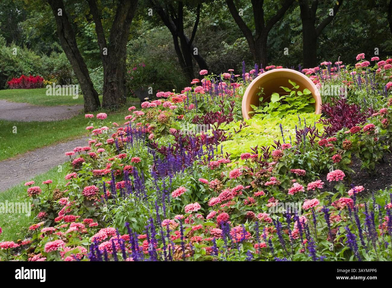 Terracotta flower pot with cascading Ipomoea batatas - Sweet Potato ...