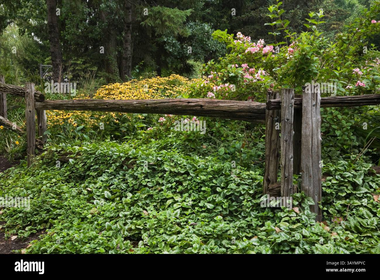 Variegated green ground covering Lamium - Deadnettle perennial plants ...