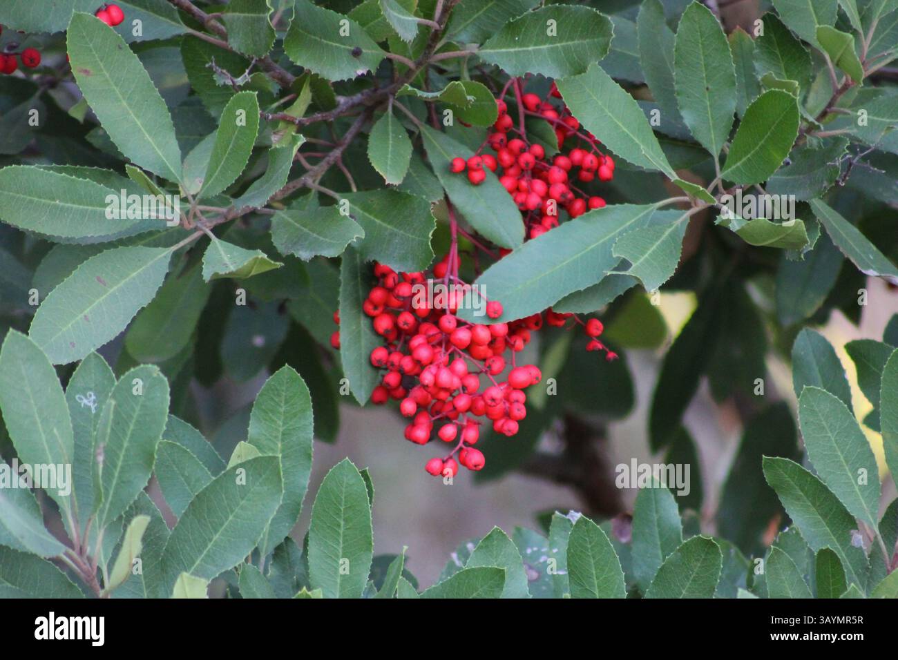red berries in green bush Stock Photo - Alamy