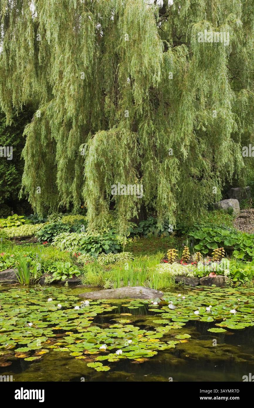 Pond with Chlorophyta - Green Algae, white Nymphaea alba - Water Lilies ...