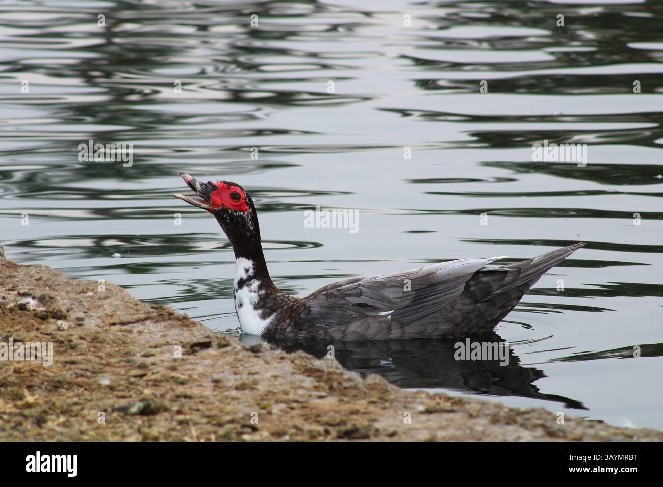 waterbird with red eye feathers Stock Photo - Alamy