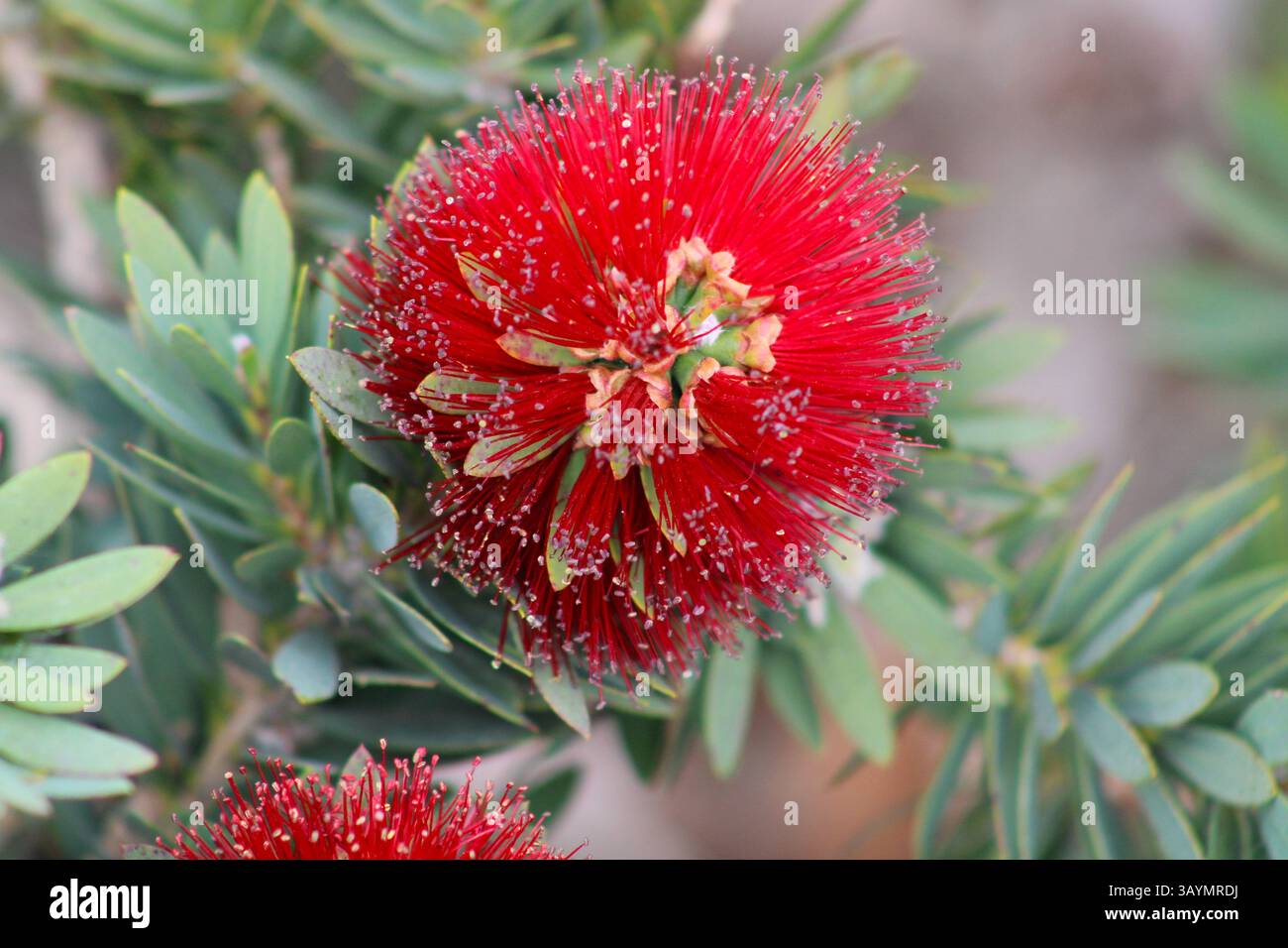 Vibrant red flowering plant hi-res stock photography and images - Alamy