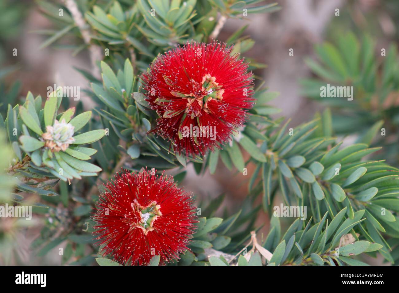 Vibrant red flowering plant hi-res stock photography and images - Alamy