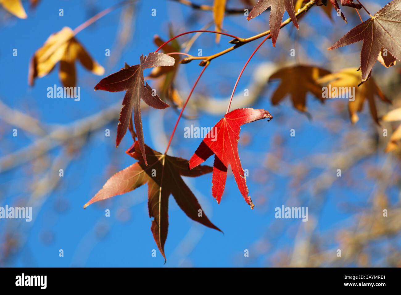 singular red leaf hanging on tree branch Stock Photo - Alamy