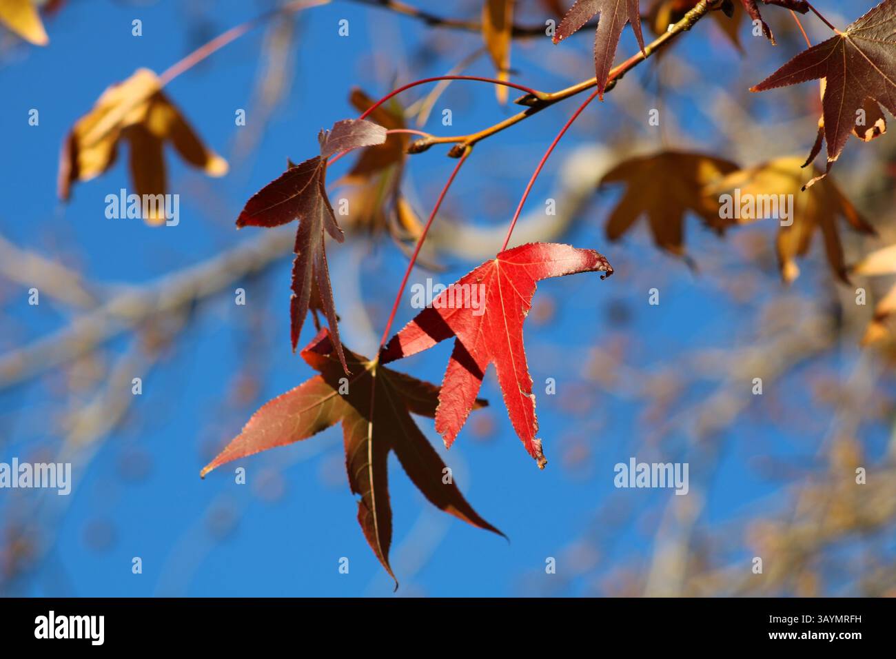 singular red leaf hanging on tree branch Stock Photo - Alamy