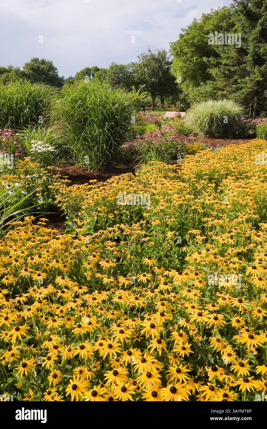 Border with yellow Rudbeckia fulgida ‘Goldsturm and purple Echinacea ...