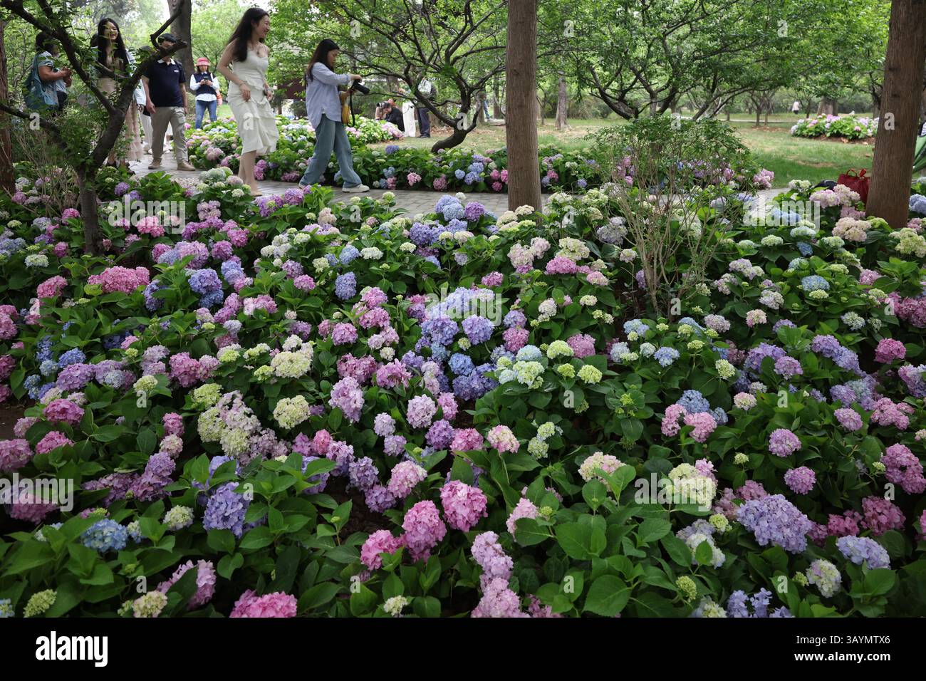 **CHINESE MAINLAND, HONG KONG, MACAU AND TAIWAN OUT** Hydrangea flowers ...