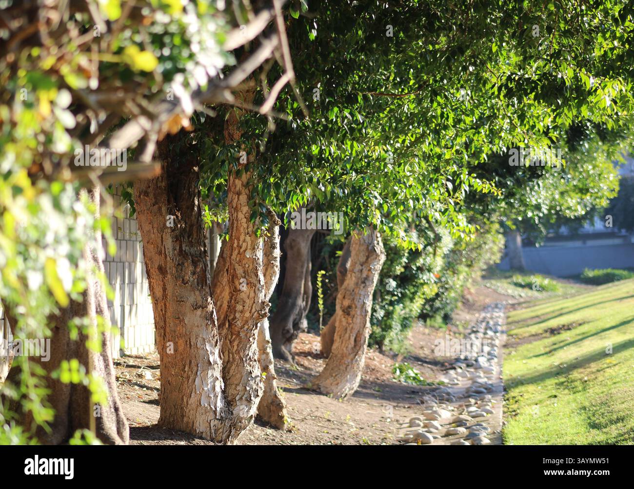 Lush green foliage line hi-res stock photography and images - Alamy