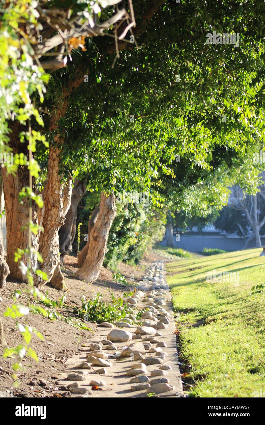 Tree line deciduous trees hi-res stock photography and images - Alamy