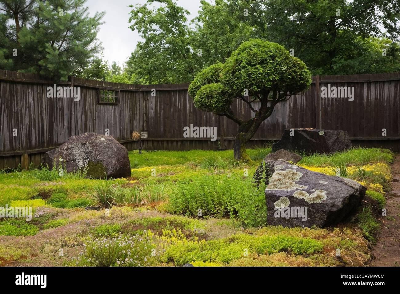 Clipped Thuja occidentalis - White Cedar tree, lush vegetation and ...