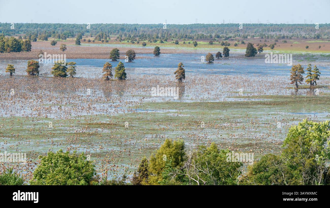Sheldon Lake State Park in Texas Stock Photo - Alamy