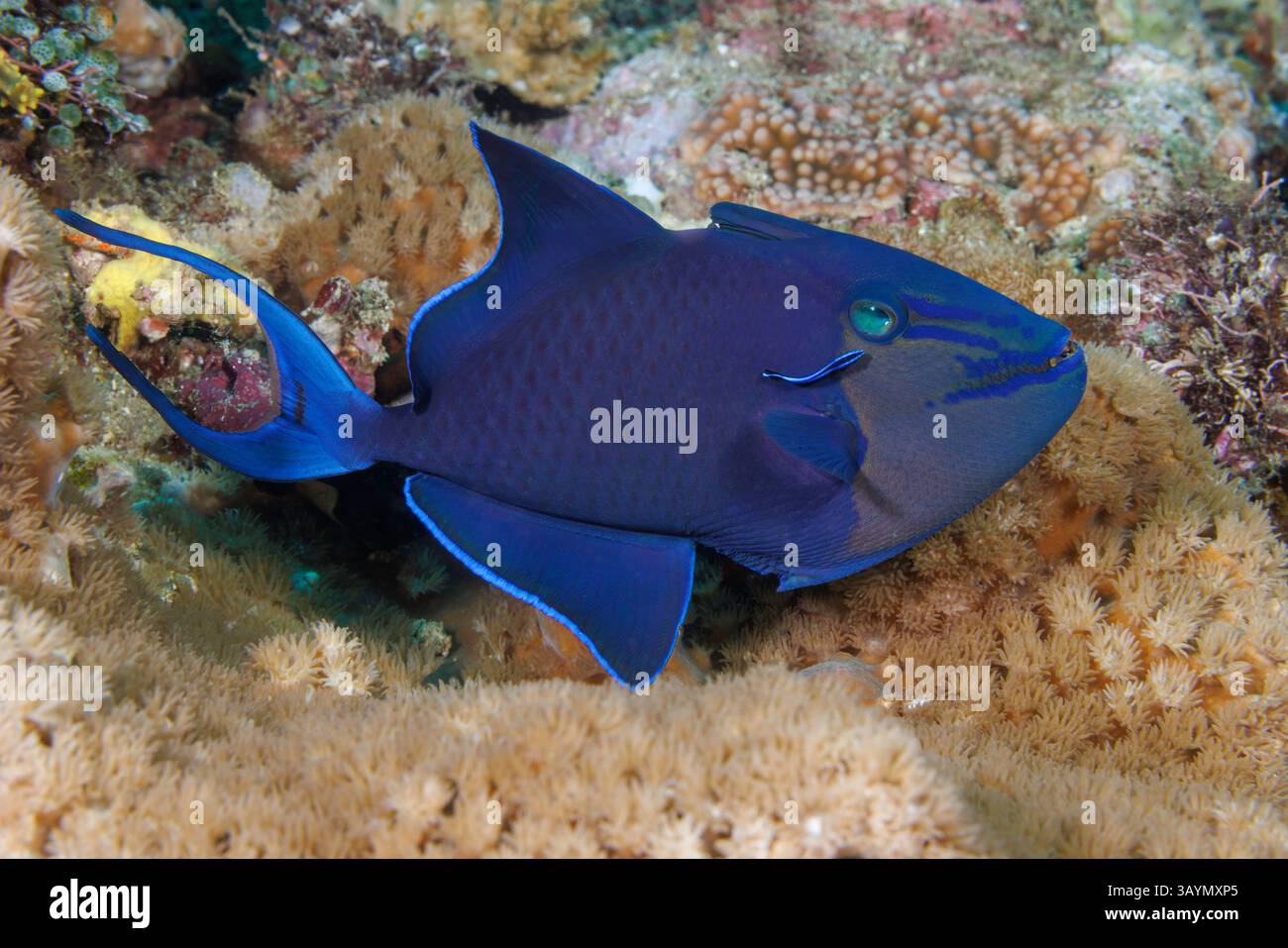 This redtooth Triggerfish, Odonus niger, is getting inspected for ...