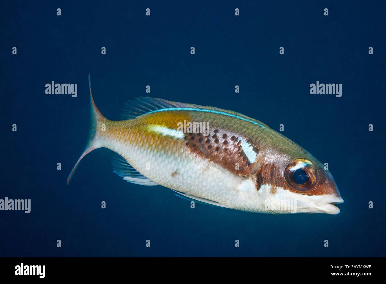 The pearl-streaked monocle bream, Scolopsis xenochrous, has several ...