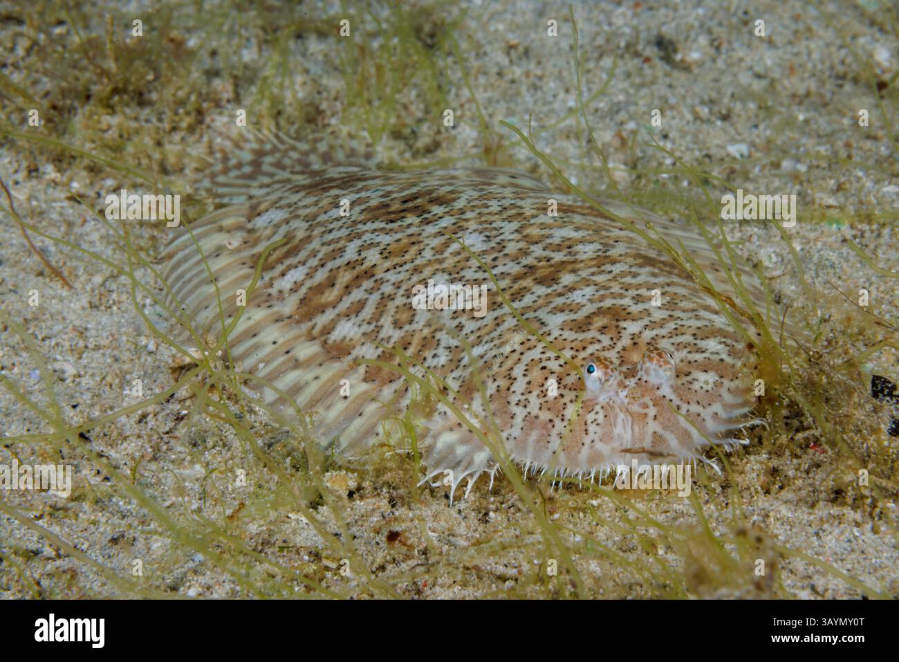 Blackspotted sole or mottled sole, Aseraggodes melanostictus, Soleidae ...