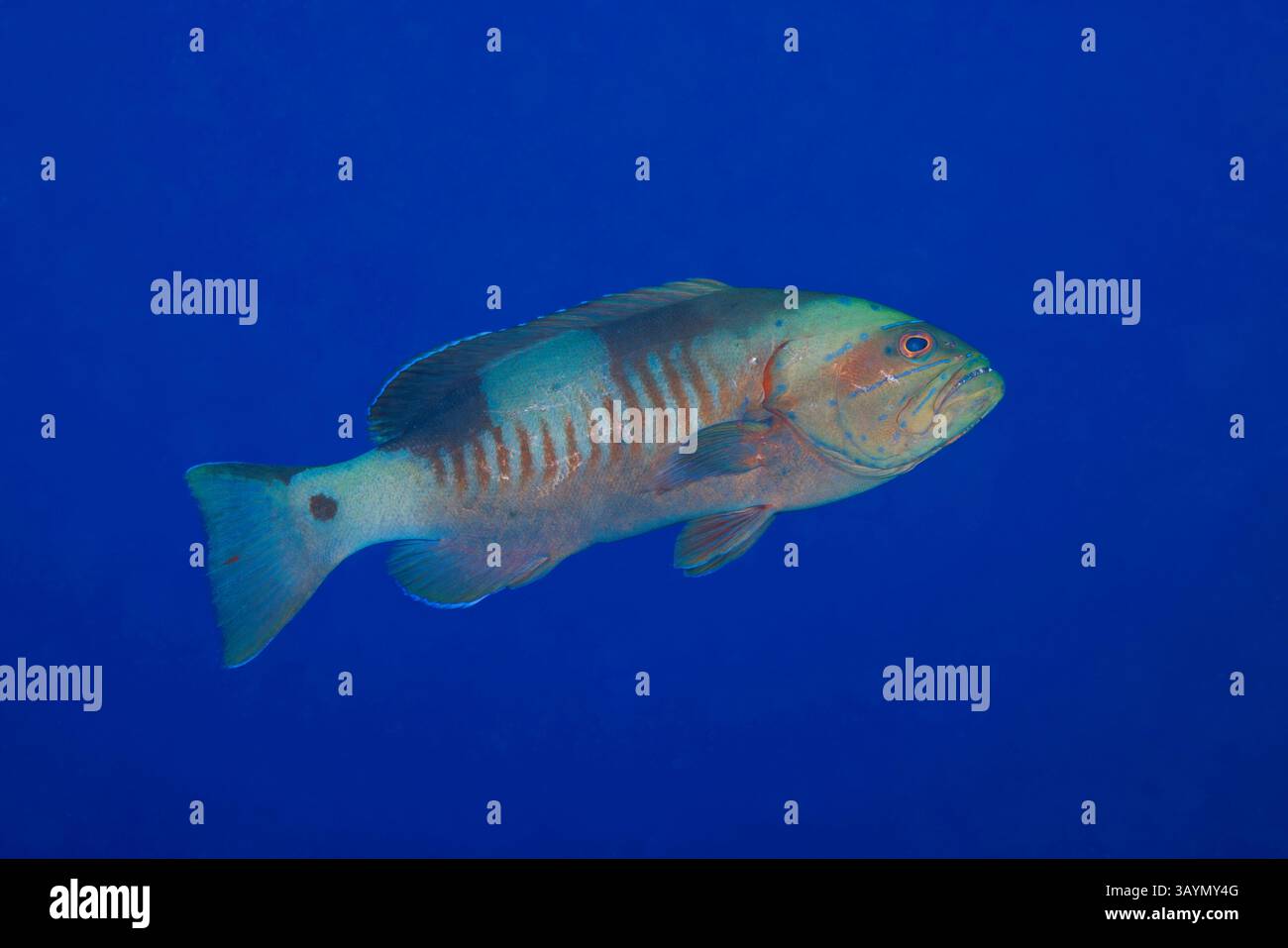 Blue spot grouper hi-res stock photography and images - Alamy