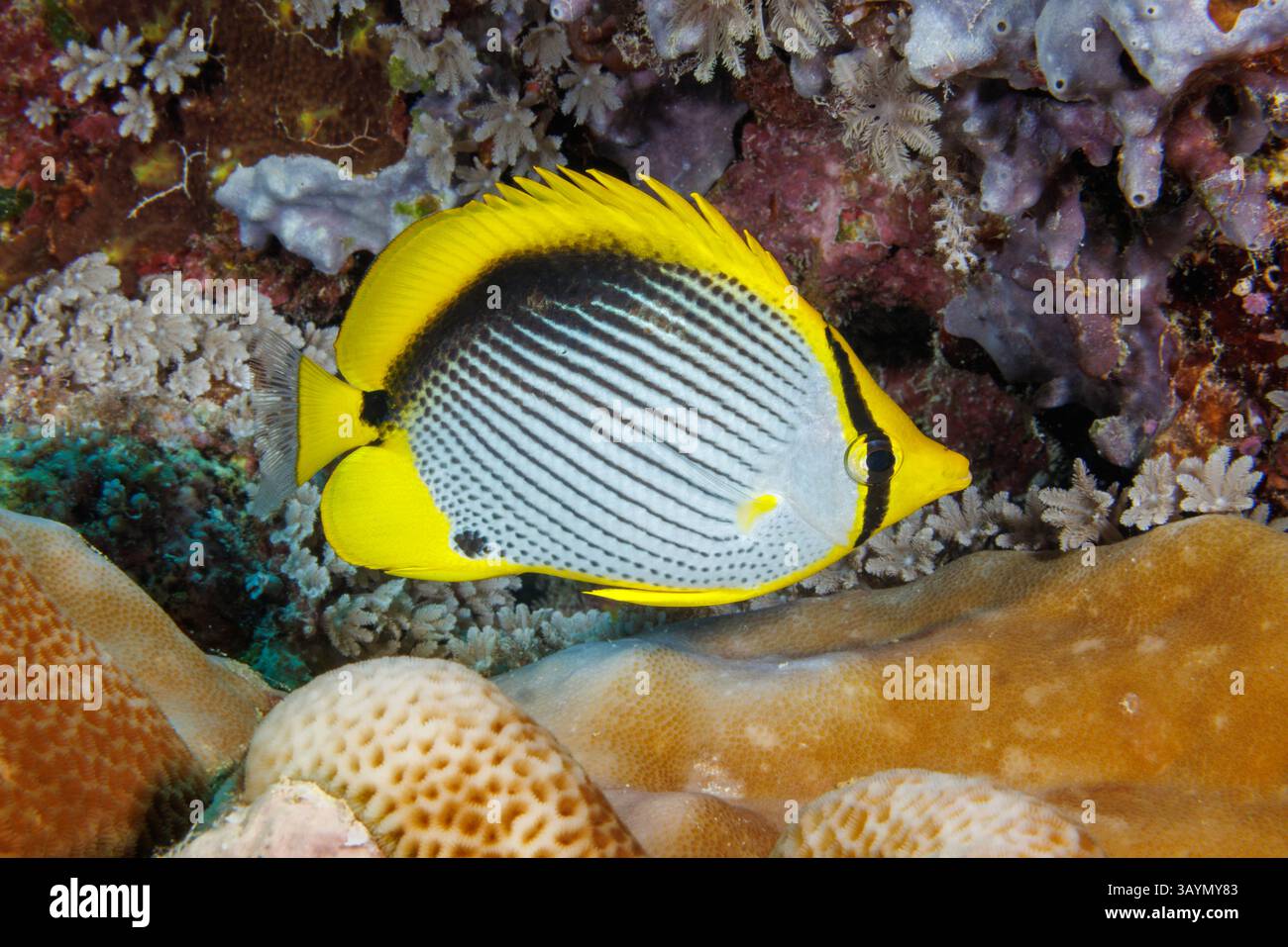The black-backed butterflyfish, Chaetodon melannotus, is also known at ...