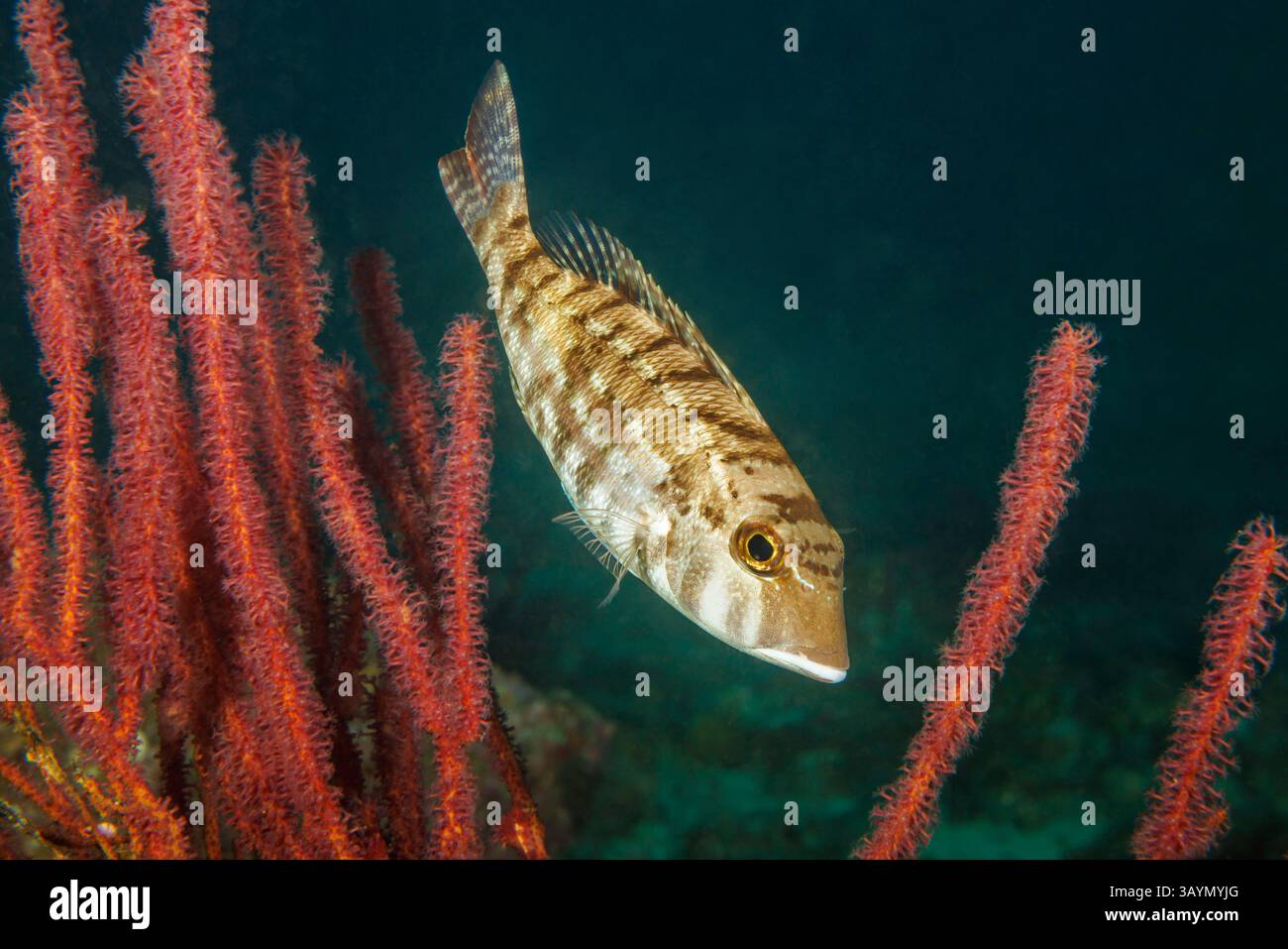 The spotcheek emperor, Lethrinus rubrioperculatus, is also known as the ...
