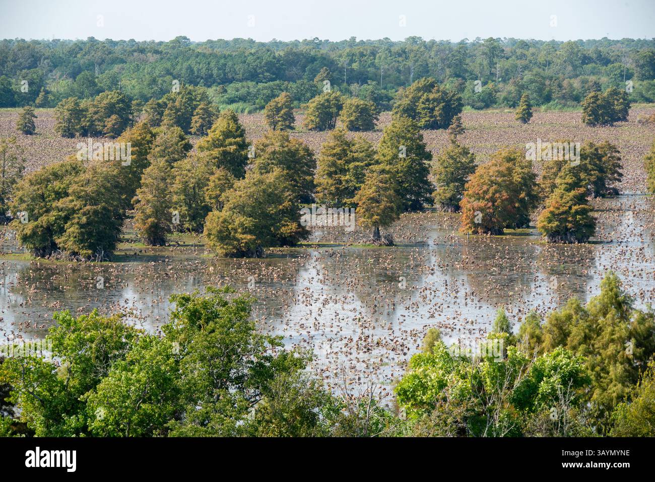 Sheldon Lake State Park in Texas Stock Photo - Alamy