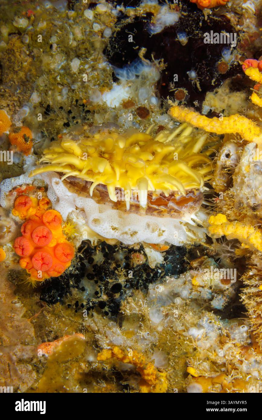 When young, the giant thorny oyster shell, Spondylus varius, has long ...