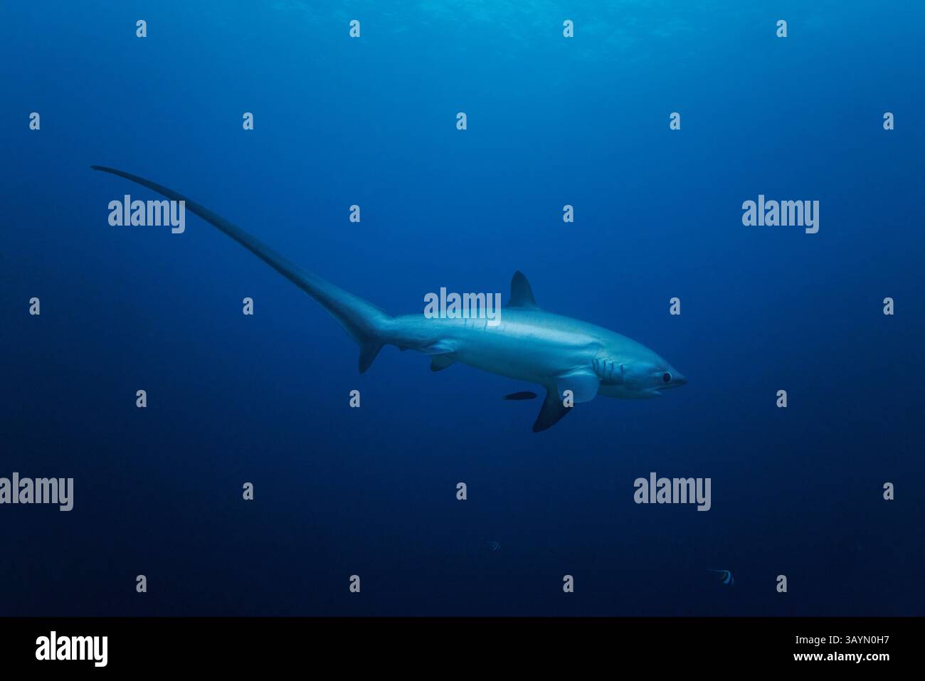 There are three species of thresher sharks all characterized by the ...