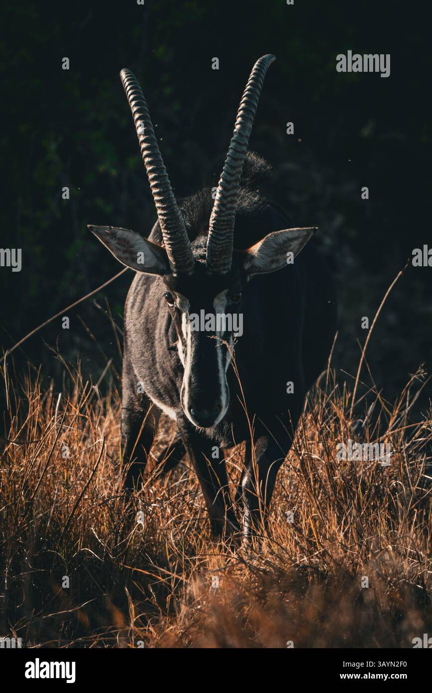 African safari botswana hi-res stock photography and images - Alamy