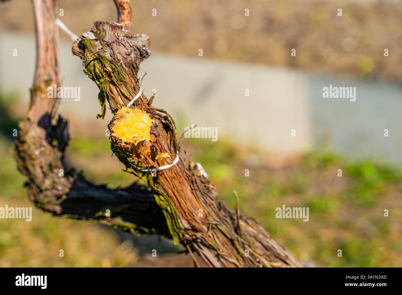 A section of a grapevine treated with a garden pruner, close-up ...