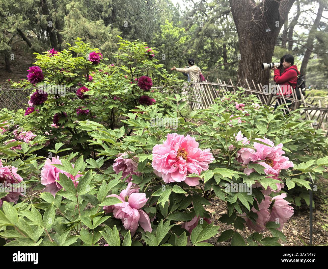 **CHINESE MAINLAND, HONG KONG, MACAU AND TAIWAN OUT** Peony flowers are ...