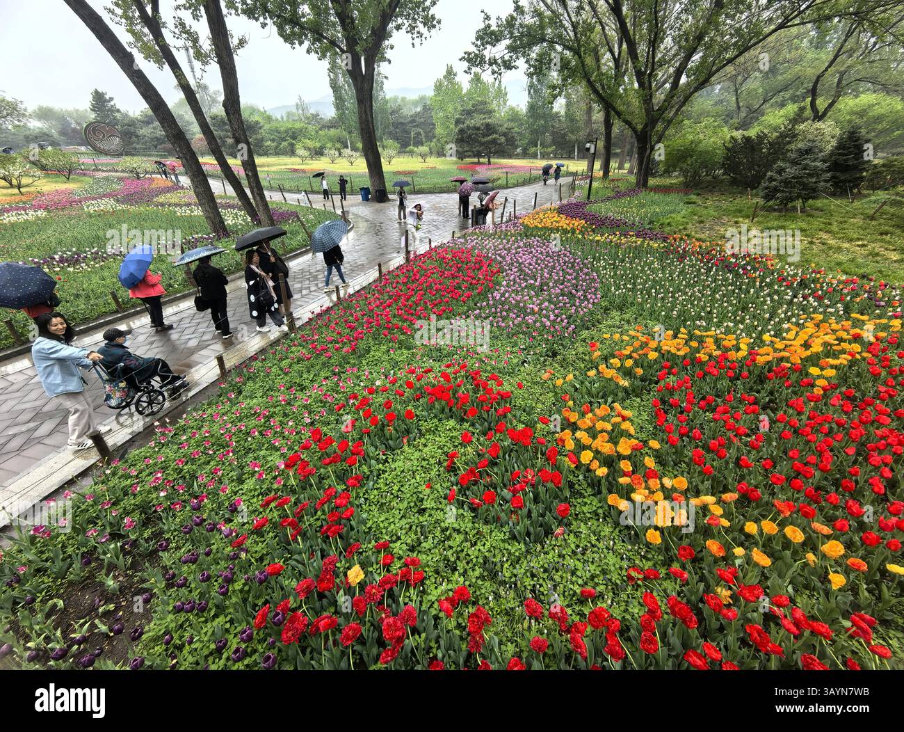 **CHINESE MAINLAND, HONG KONG, MACAU AND TAIWAN OUT** Tulip flowers are ...