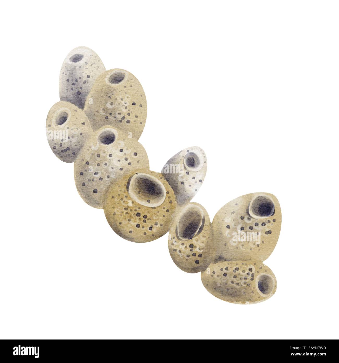 Sea sponge. underwater multicellular animal. part of the reef and coral ...