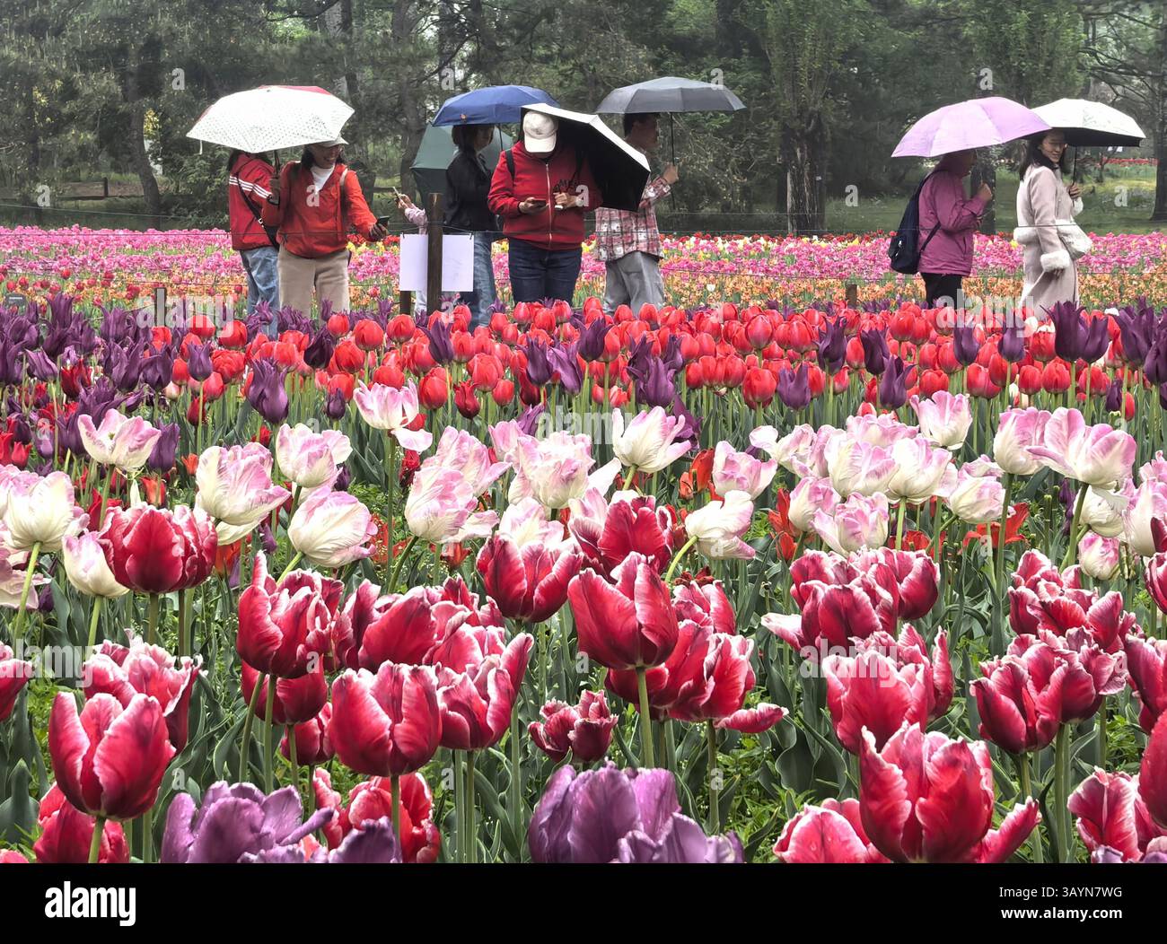 **CHINESE MAINLAND, HONG KONG, MACAU AND TAIWAN OUT** Tulip flowers are ...