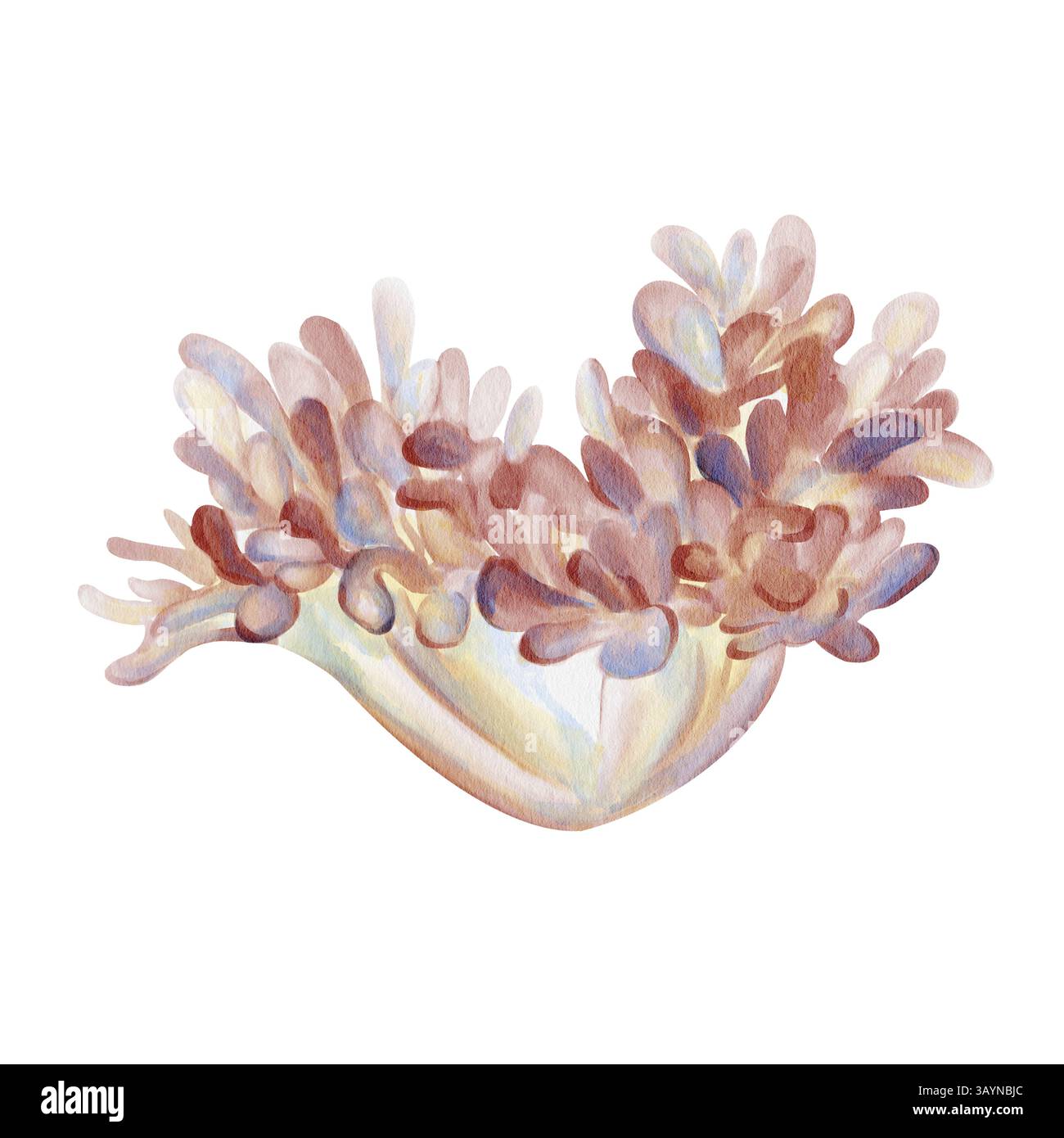 coral Actiniaria, sea anemone. Coral polyp. marine reef decoration ...