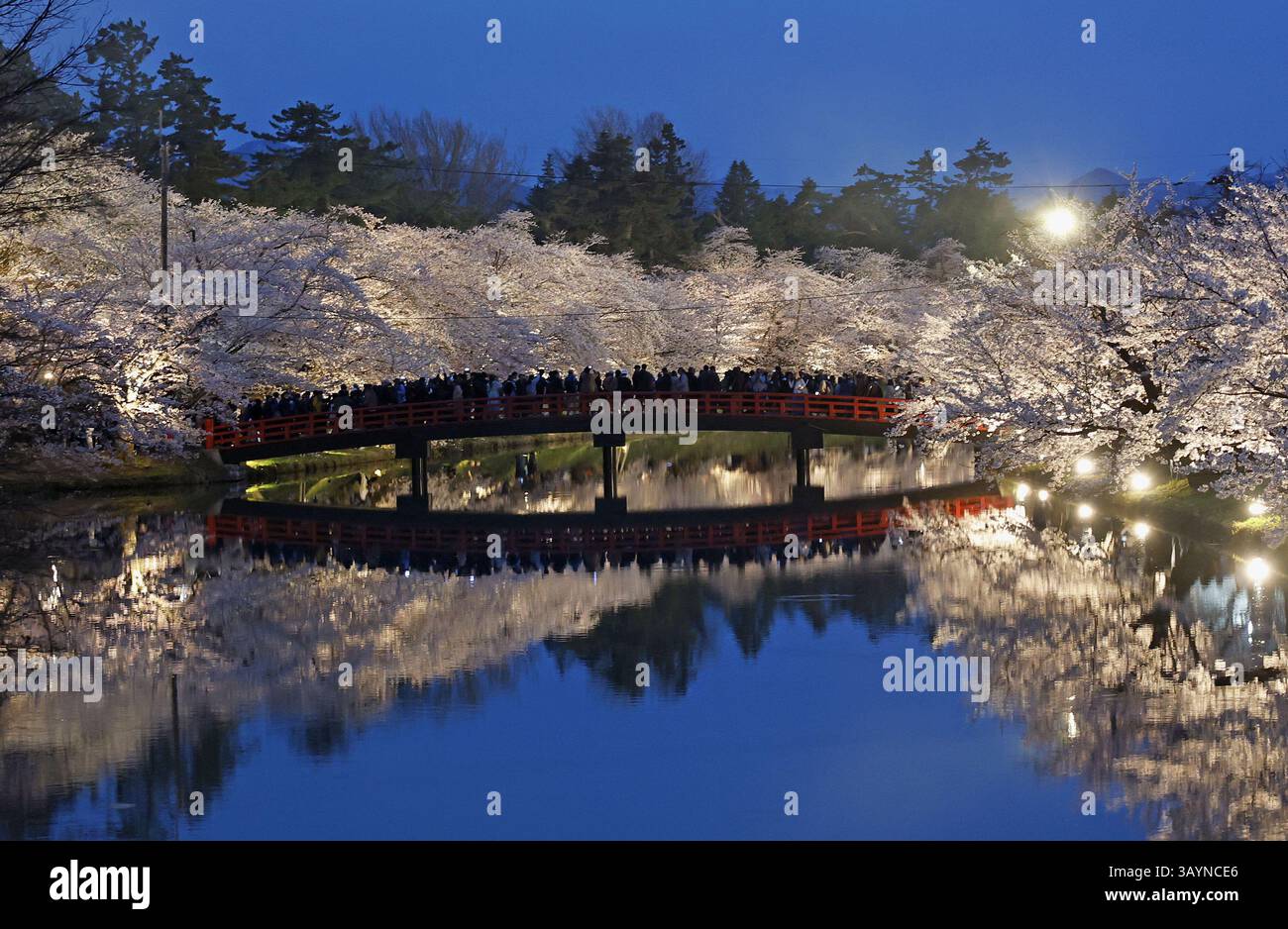 Cherry blossoms are lit up at Hirosaki Park in Aomori Prefecture ...