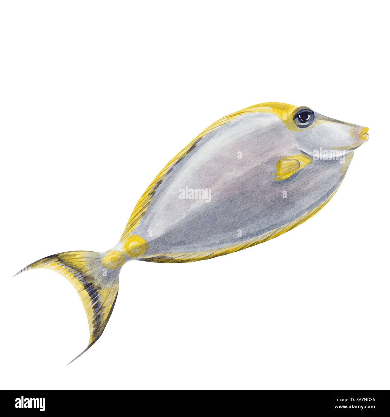 Rhinoceros fish orange-spined. Sea exotic fish. Red Sea surgeon fish ...