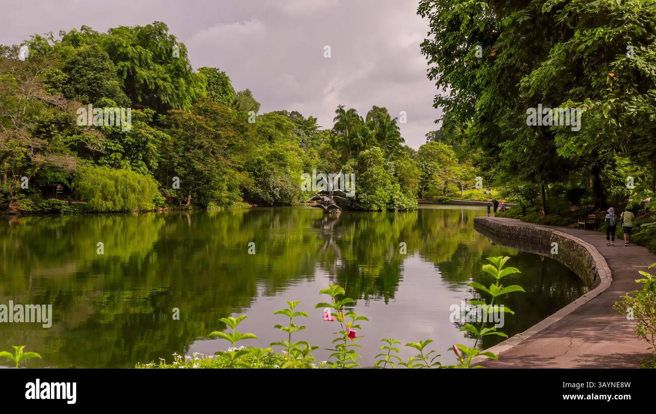 a morning wide view of a swan lake at singapore botanic gardens of ...