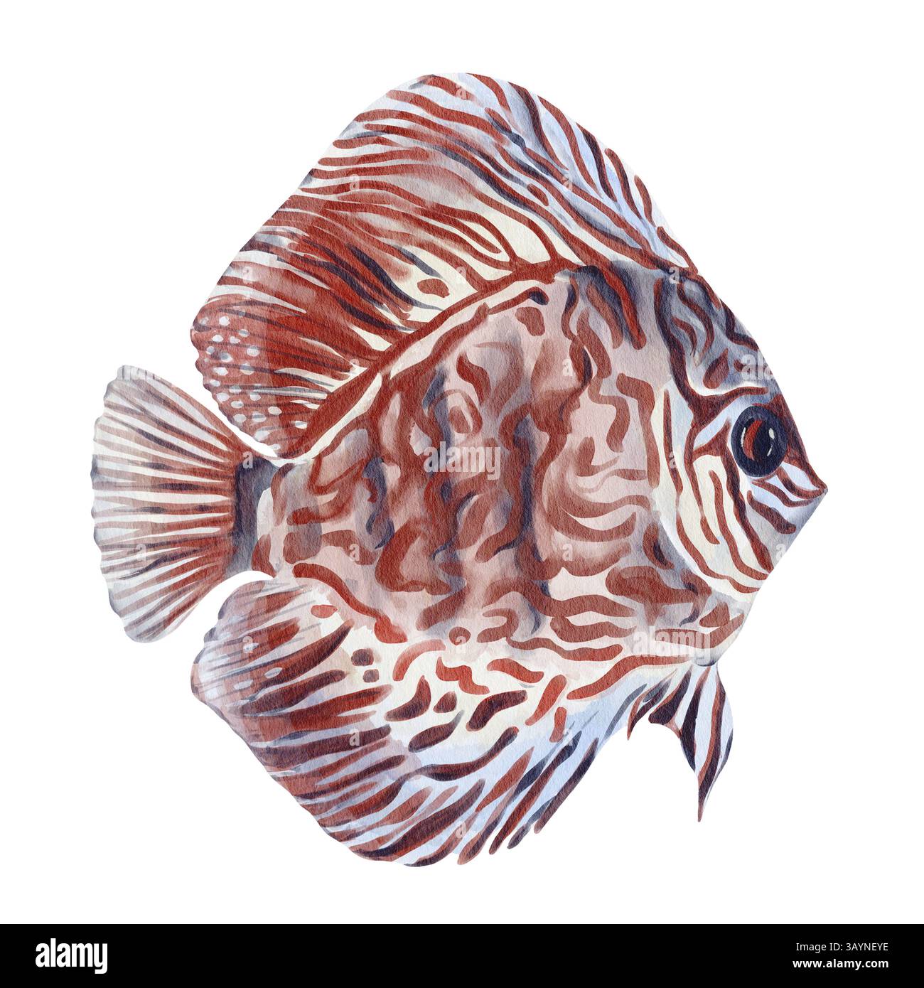 Discus fish. Red patterns on the body. fins and tail and eyes. River ...