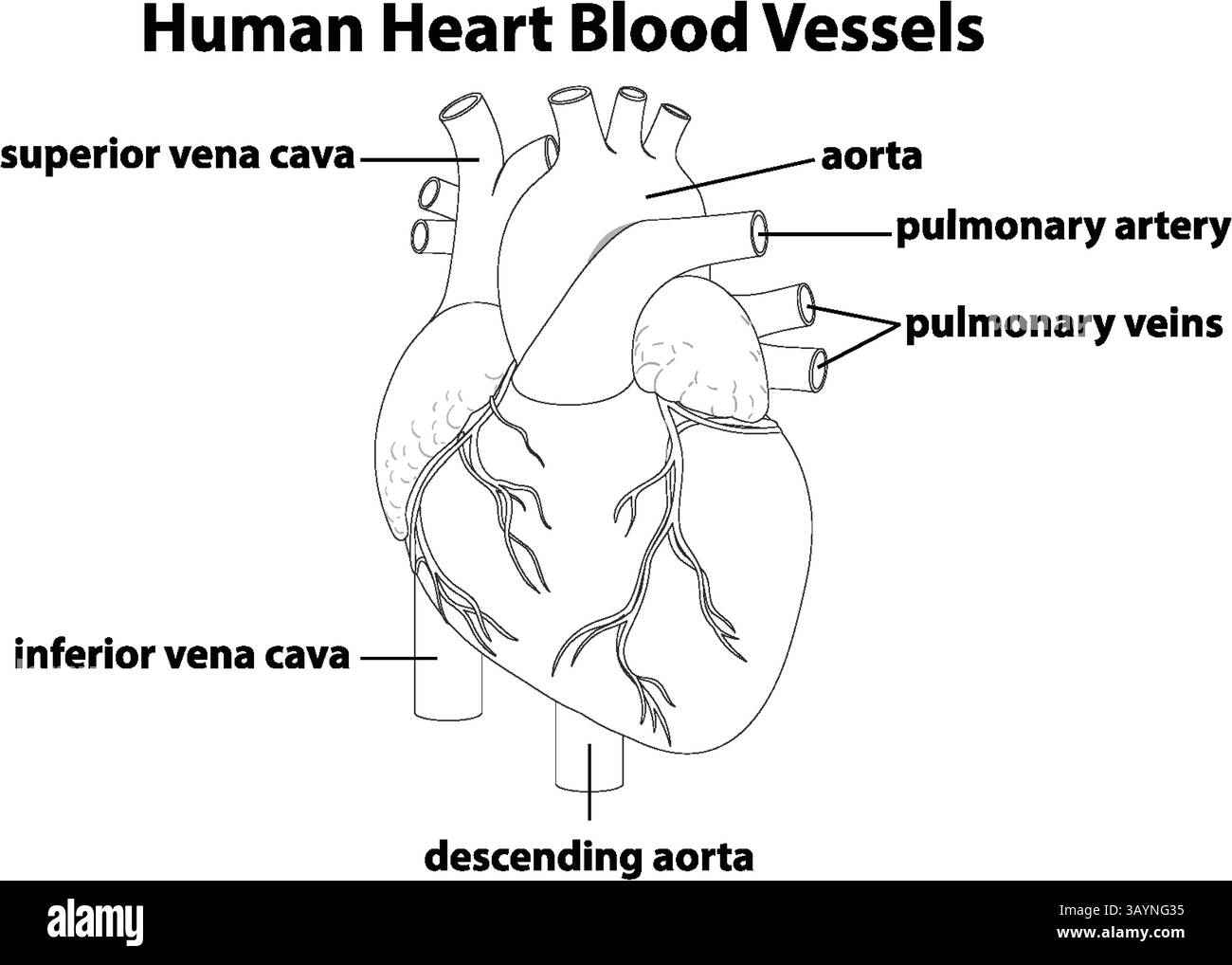 Vector illustration of human heart anatomy with labeled blood vessels ...