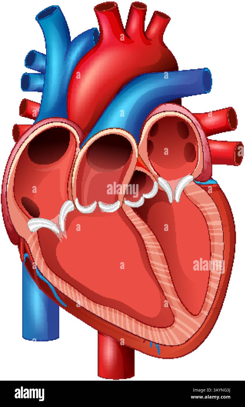 Clear anatomical details Stock Vector Images - Alamy
