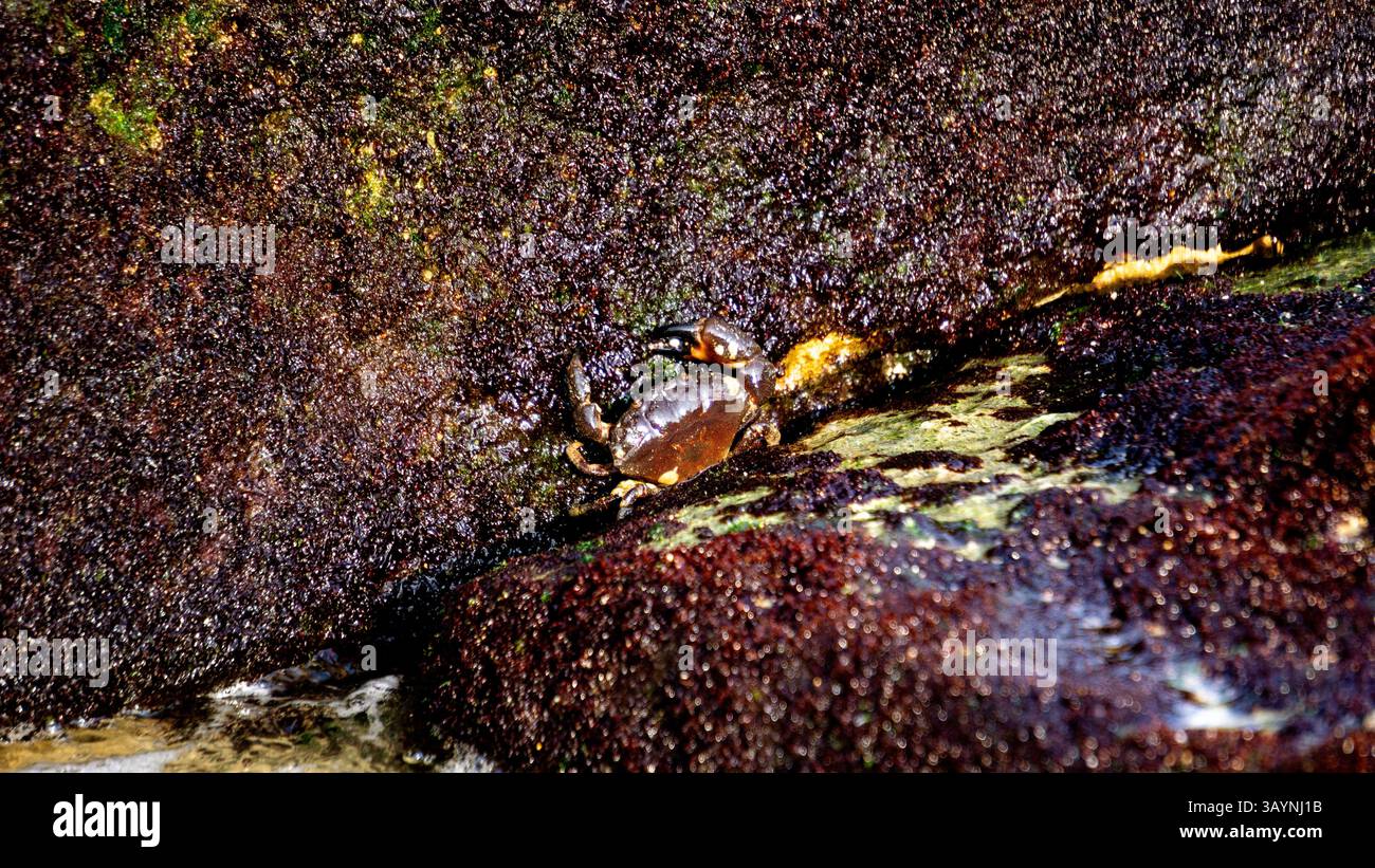 Grapsus albolineatus (minami-íwagani, Sally Light-foot, mottled Sally ...