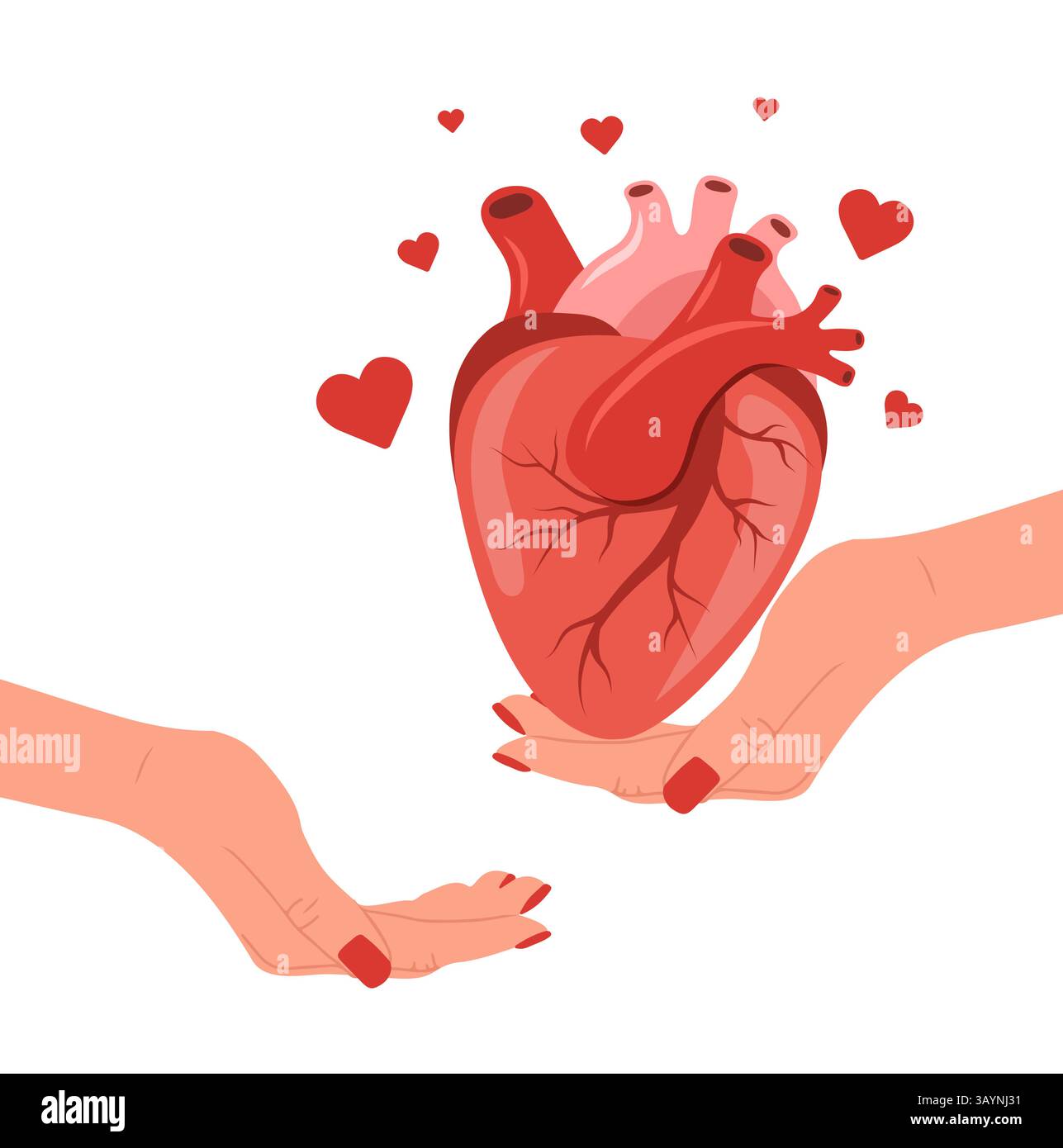 Heart transplantation. Recycle and renovation organ. Female hand ...