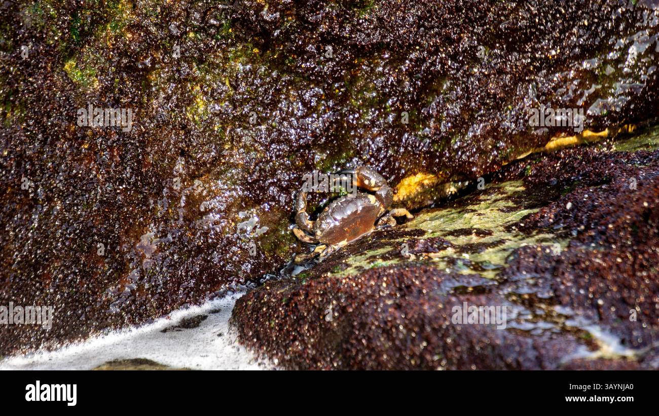 Grapsus albolineatus (minami-íwagani, Sally Light-foot, mottled Sally ...