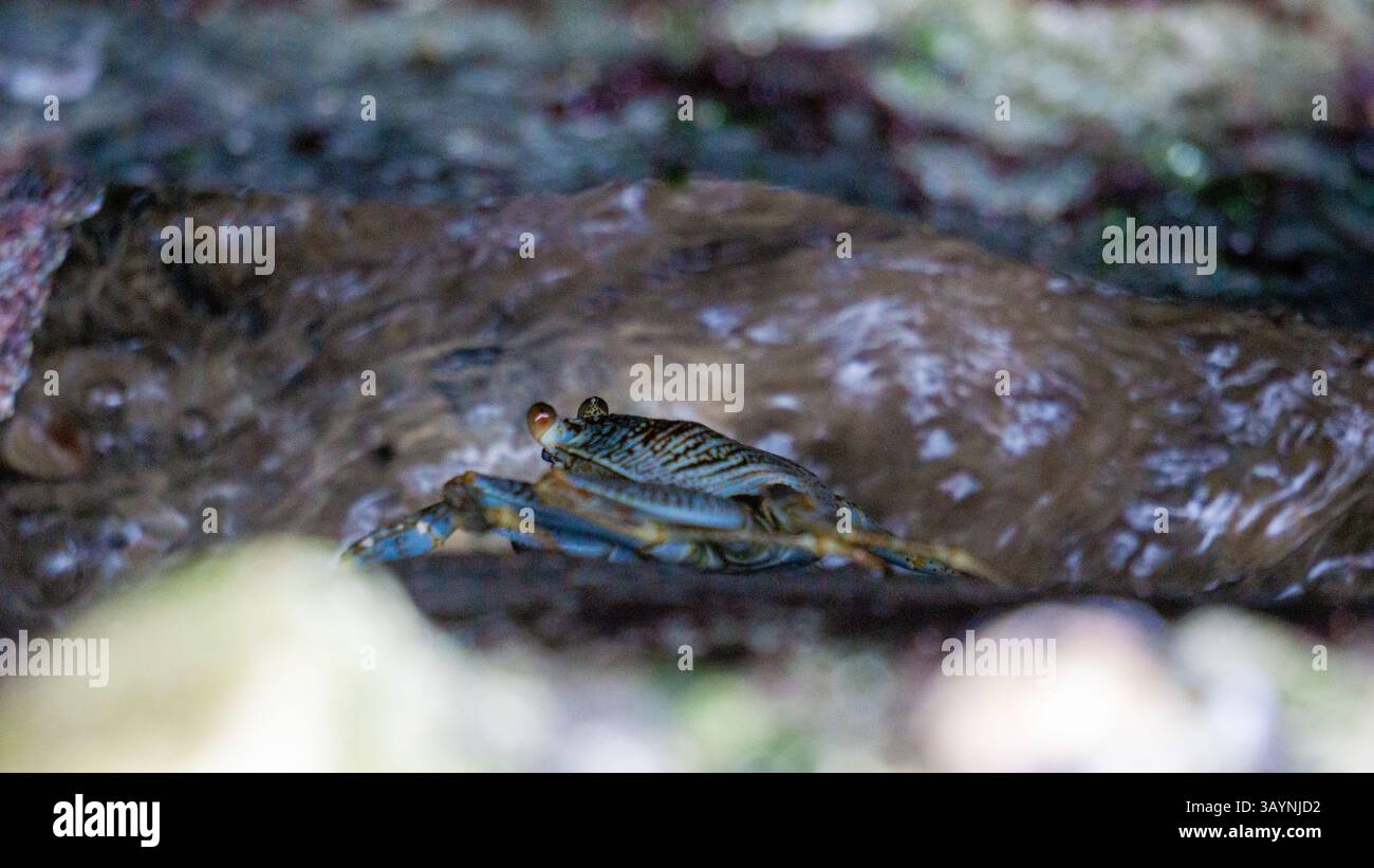 Grapsus albolineatus (minami-íwagani, Sally Light-foot, mottled Sally ...