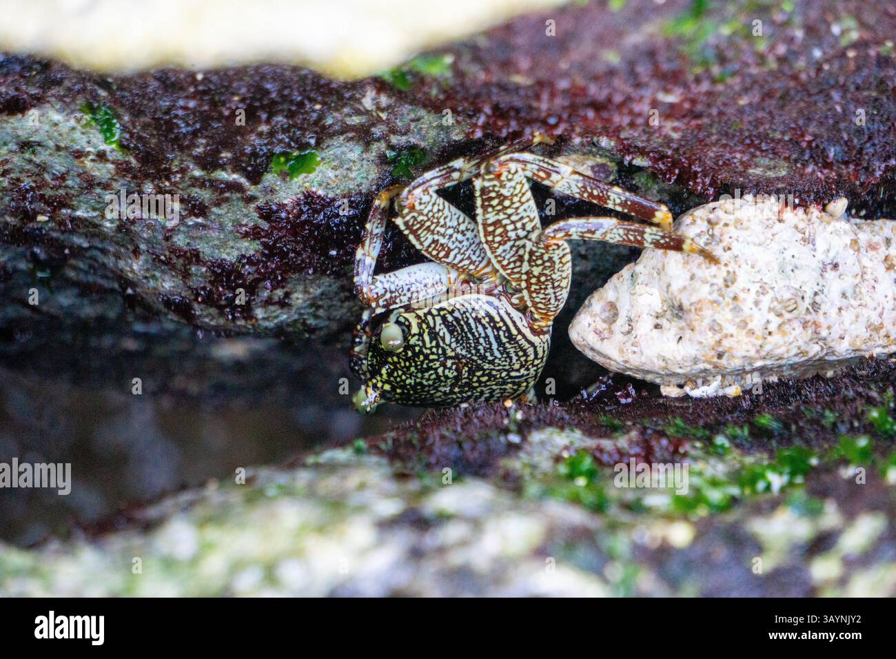 Grapsus albolineatus (minami-íwagani, Sally Light-foot, mottled Sally ...