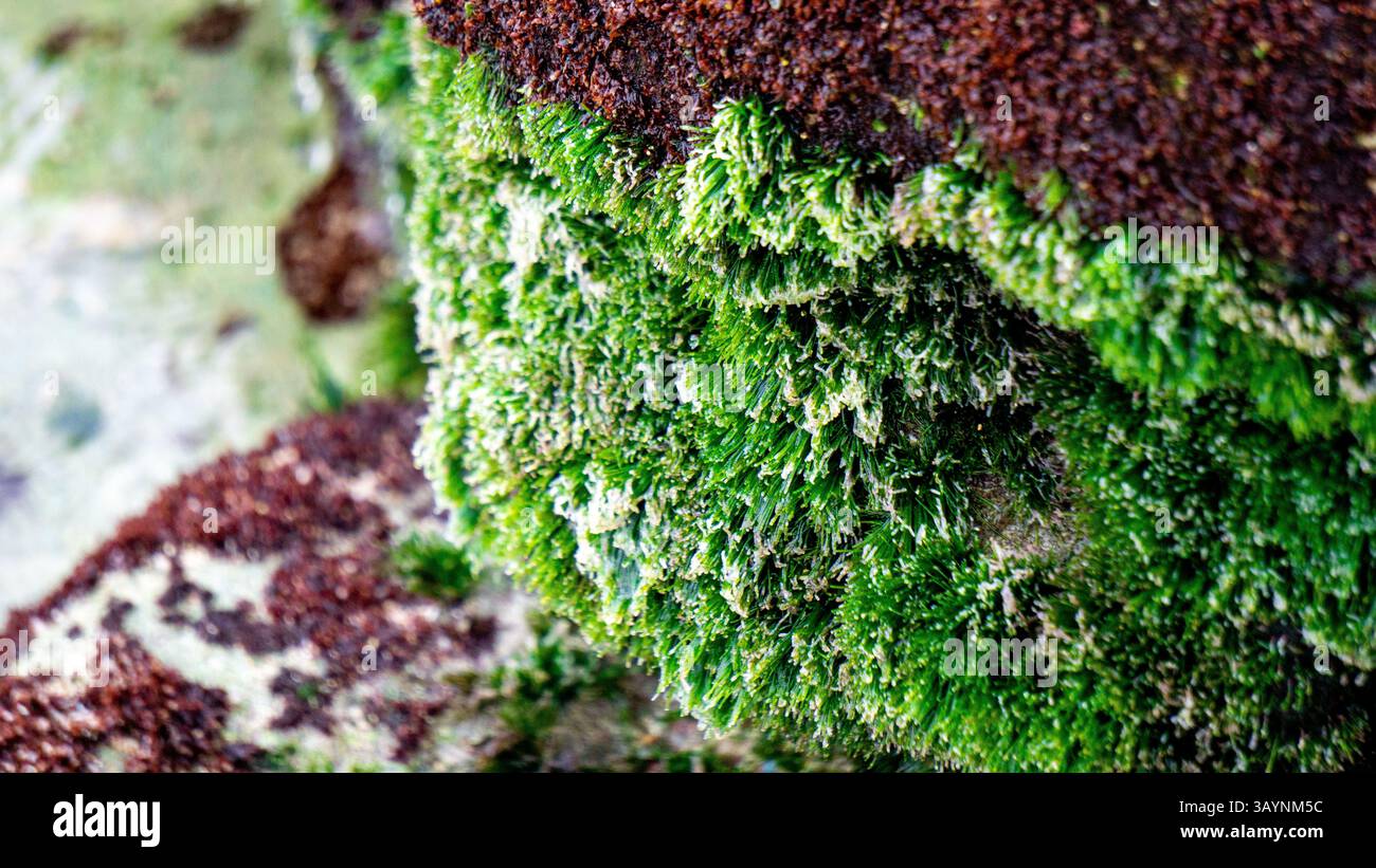 Green and brown moss attached to the beach rocks Stock Photo - Alamy