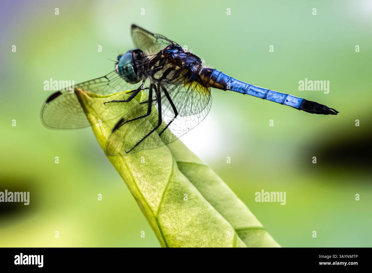 Atlanta botanical garden dragonfly hi-res stock photography and images ...