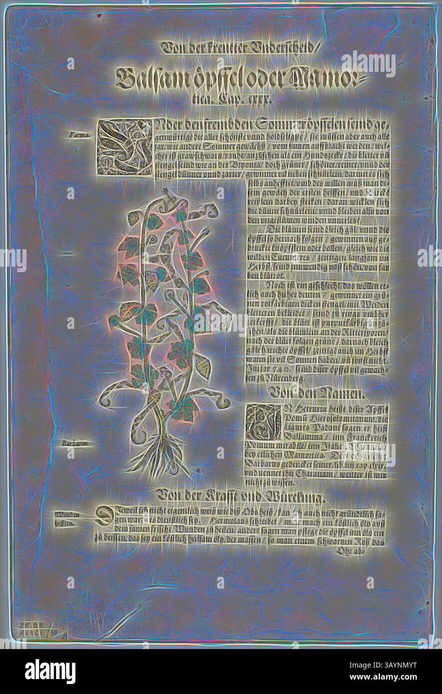 An ancient page featuring an illustrated botanical depiction of a ...