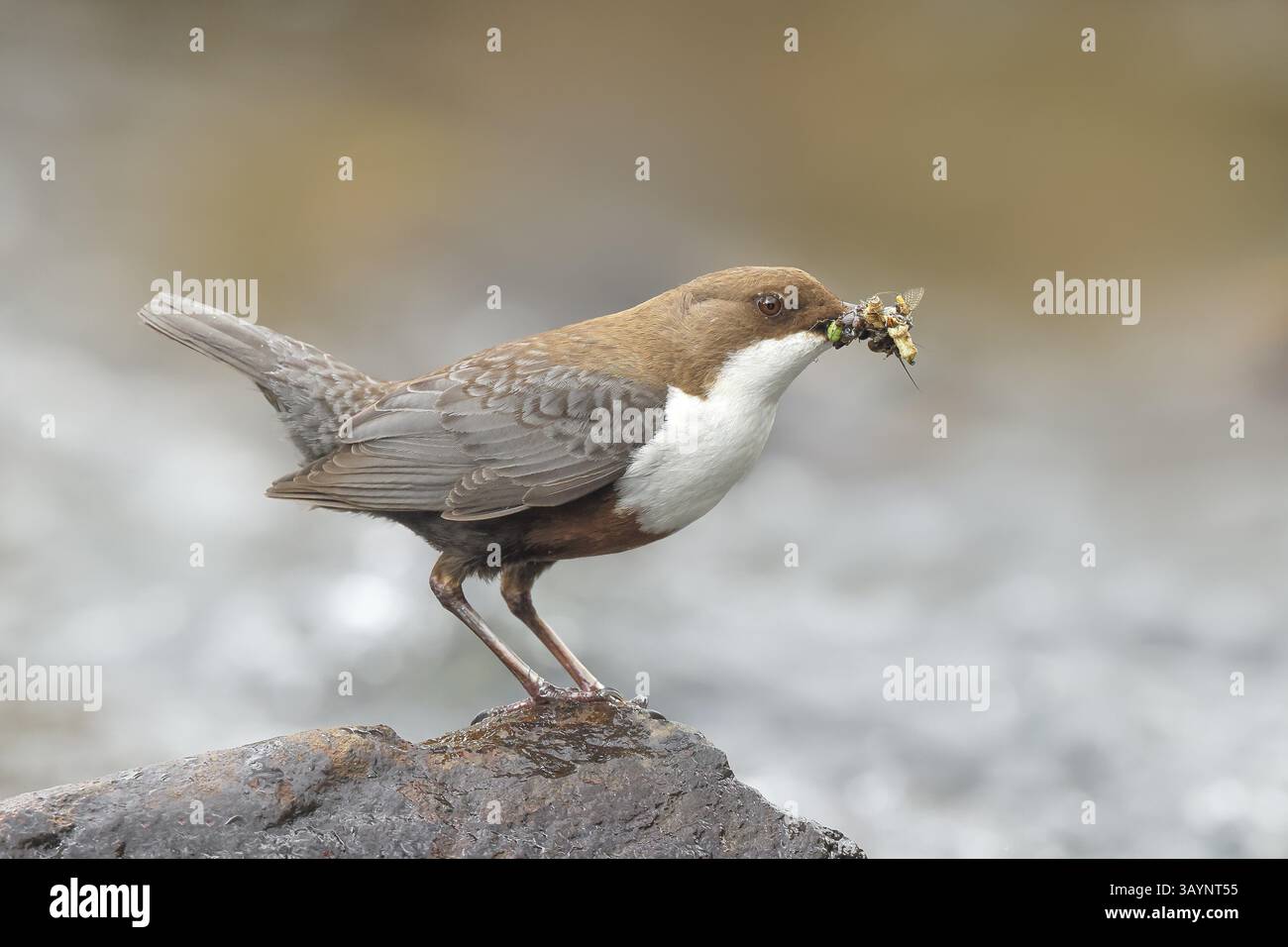 White-throated Dipper (Cinclus cinclus) on a stone on the bank of a ...